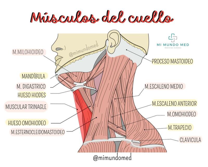 Músculos del cuello | Enfermería | uDocz