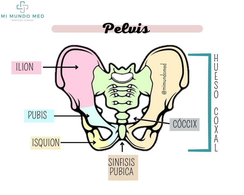 Pelvis Enfermería Udocz