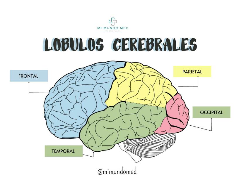 Lóbulos cerebrales | Enfermería | uDocz