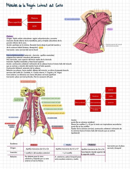 Músculos de la región lateral del cuello | Haruko study | uDocz
