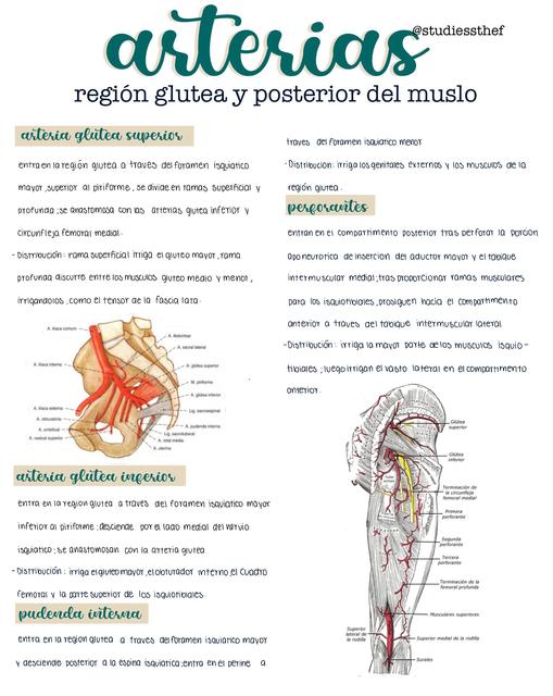 Art Region Glutea Y Posterior Muslo | Esthefany Pérez Zambrana | uDocz