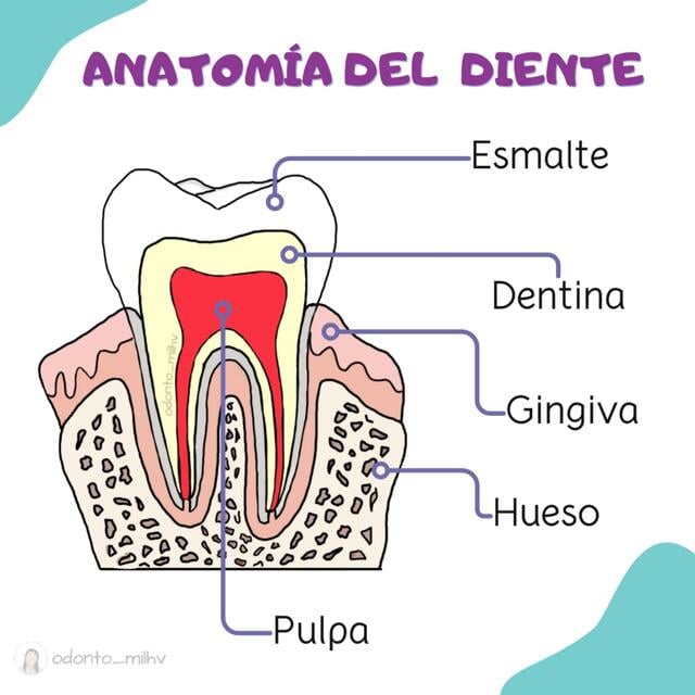 Anatomía del diente | Milena Bustos | uDocz