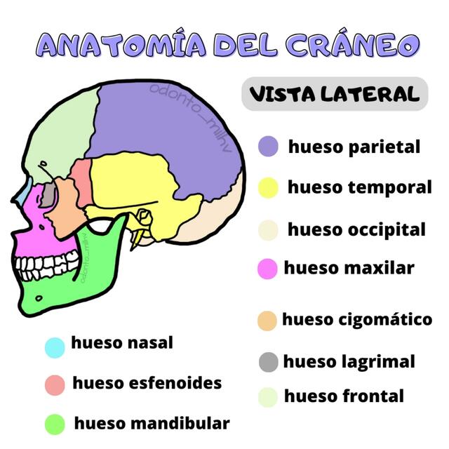 Anatomia del cráneo | Milena Bustos | uDocz