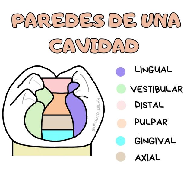 Partes de una cavidad | Milena Bustos | uDocz