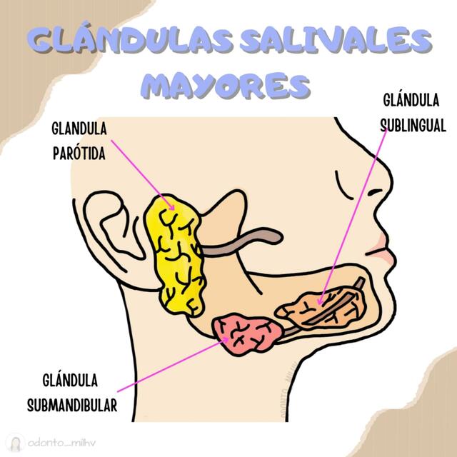 Glándulas salivales mayores | Milena Bustos | uDocz