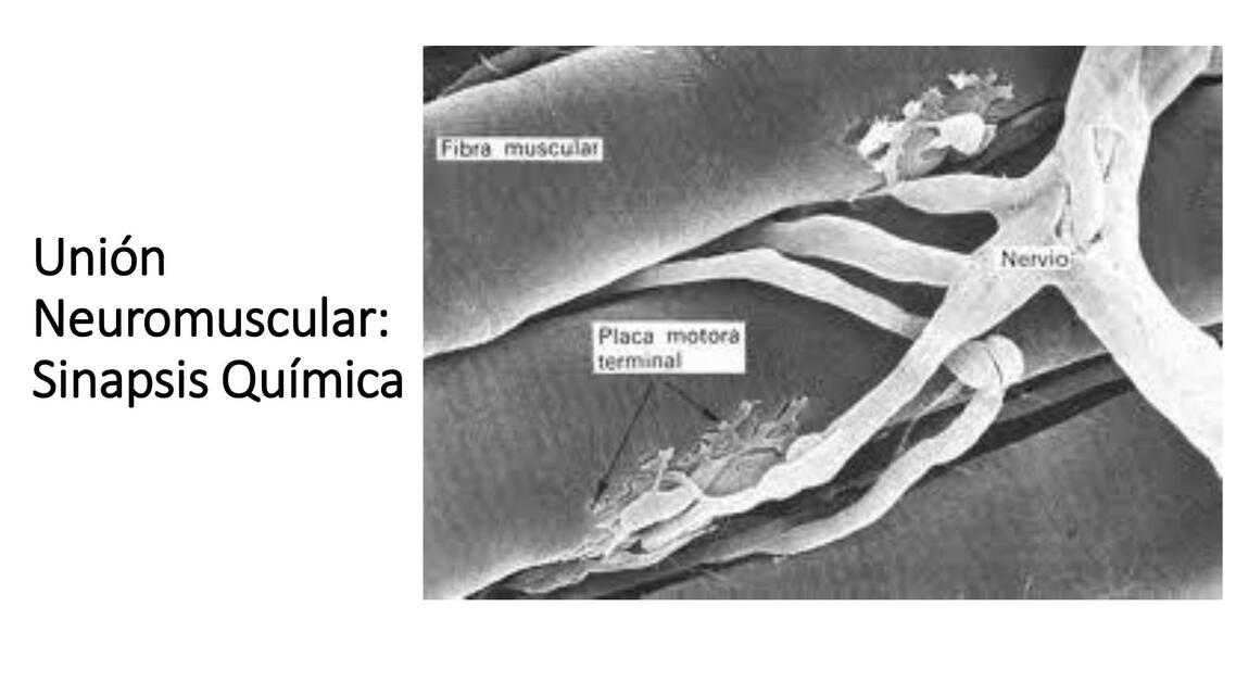 Transmisión sináptica y unión neuromuscular | Danna Zafra | uDocz