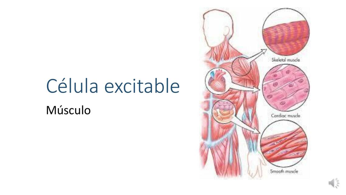 Célula excitable | Danna Zafra | uDocz