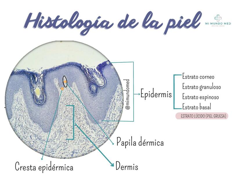 Histología de la Piel | Enfermería | uDocz