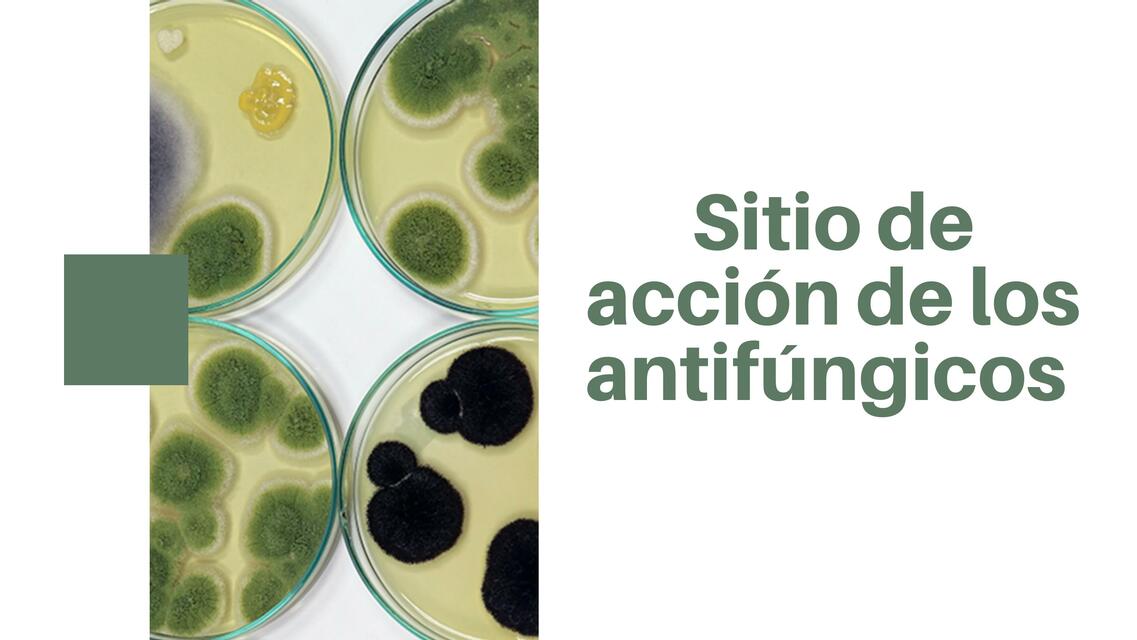 Sitio de acción de los antifúngicos | Ranita Cientifica | uDocz