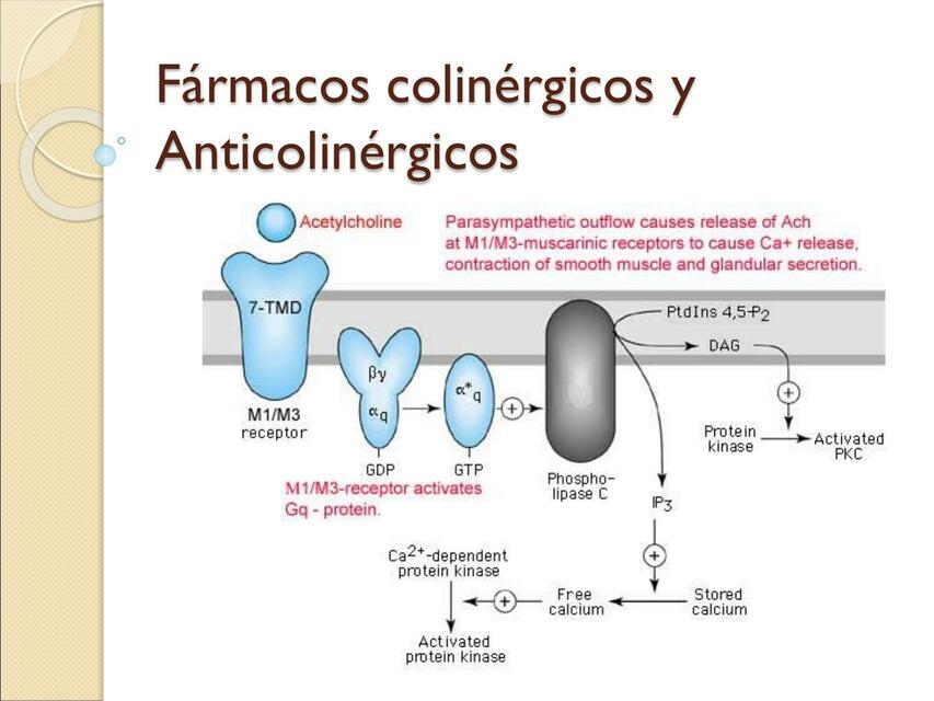 5 Fármacos colinérgicos y anticolinérgicos | Any Garcia | uDocz