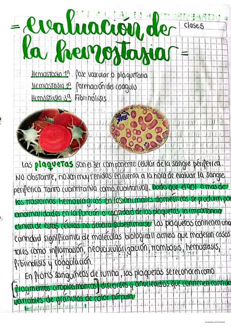 Evaluación de la hemostasia | Camila N. | uDocz
