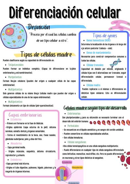 Diferenciación celular | Nancy A3C | uDocz