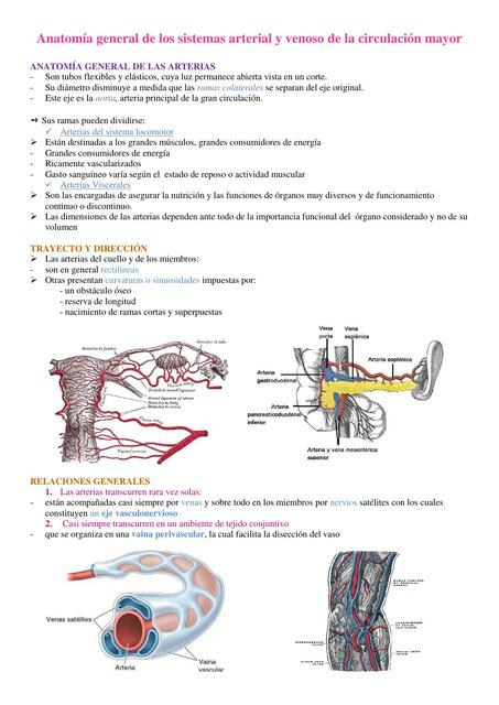 Anatomía general de los sistemas arterial y venoso de la circulación ...