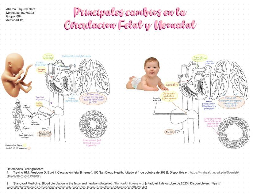 Esquema Circulación fetal y neonatal | SARA ABARCA ESQUIVEL | uDocz