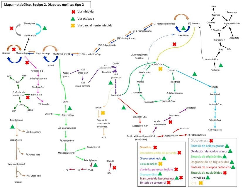 Mapa metabólico Diabetes mellitus tipo 2 | Iván Ayala Collado | uDocz