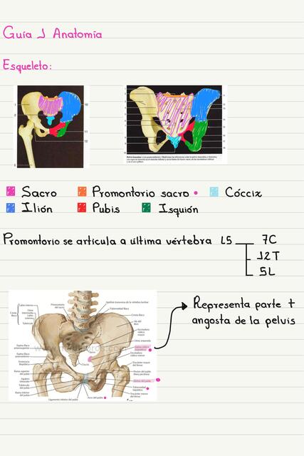 Guía Anatomia Materno | Enfermería MI | uDocz