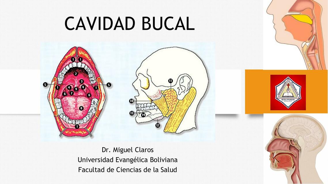 Cavidad bucal | uDocz