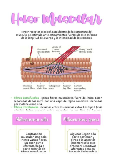 Fisiología del Huso Muscular | María Odalia | uDocz