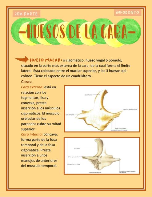 Huesos de la cara (Maxilar inferior, vomer, cigomatico y concha o ...