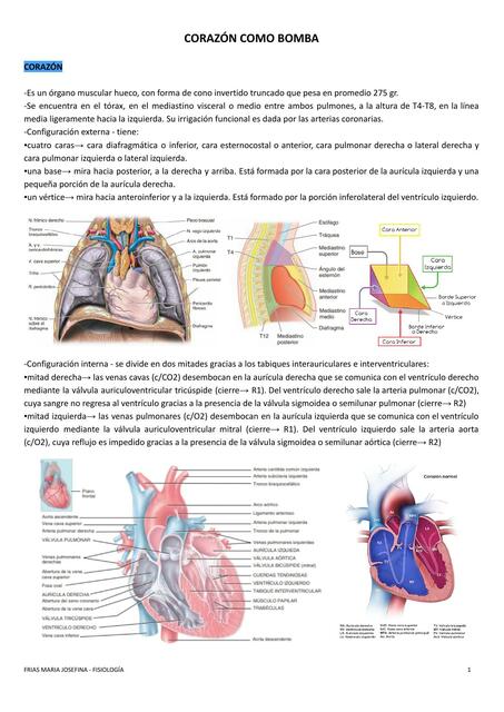 Corazon como bomba - Fisiologia | MFrias | uDocz