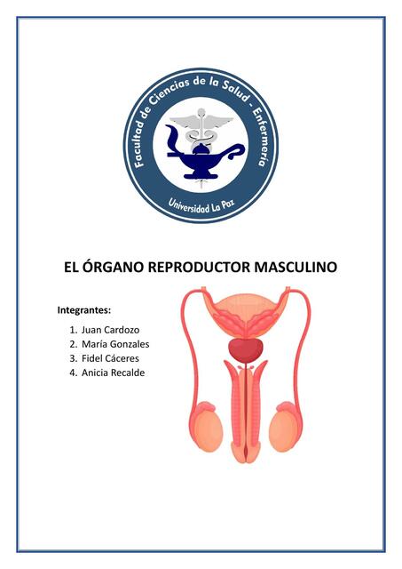 el organo reproductor masculino | Monse Gauto | uDocz
