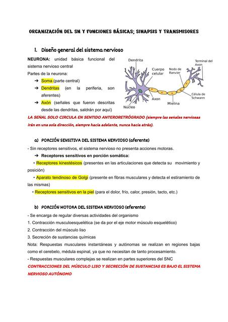 TEMA 3 Organización del SN y funciones básicas; sinapsis y neurotransmisores | ANEL MONTSERRAT ...