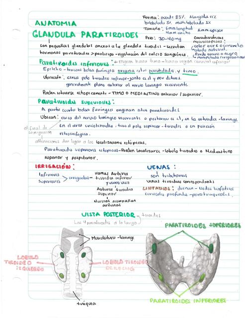 Anatomía paratiroides | Jocelyn Cruz | uDocz