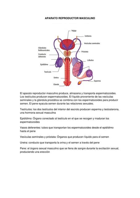 Aparato reproductor masculino y femenino | Quetimp | uDocz