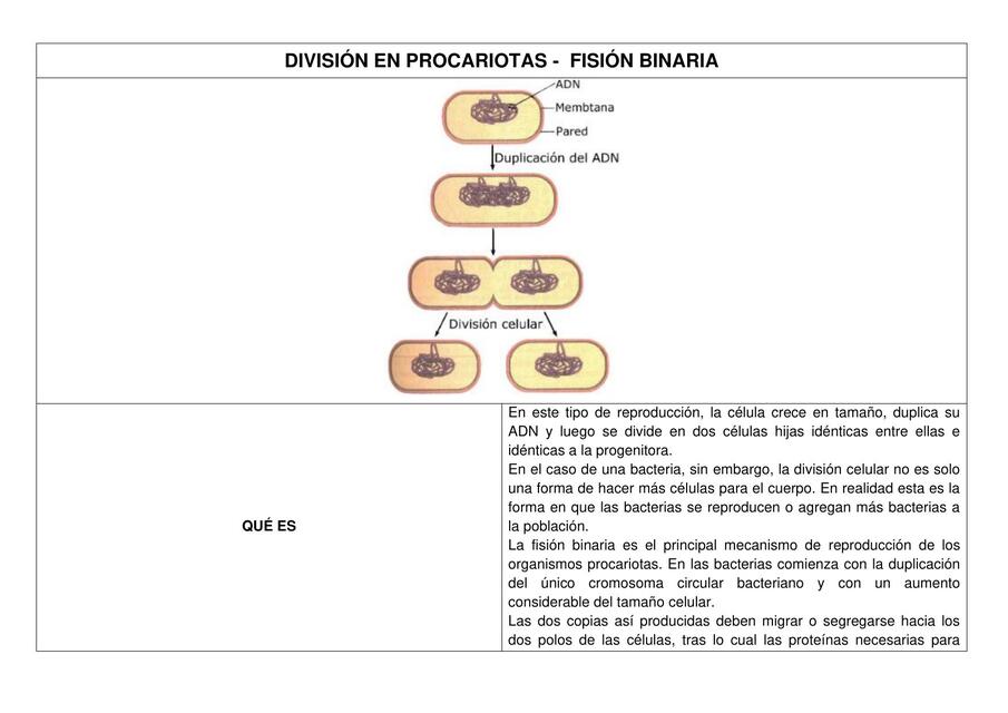 División en procariotas | Quetimp | uDocz