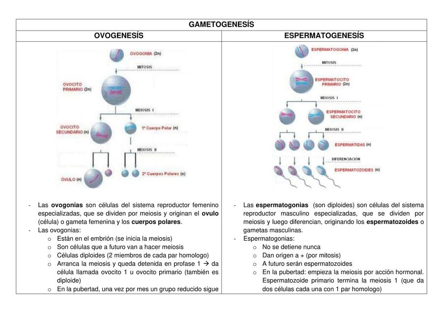 Gametogénesis | Quetimp | uDocz