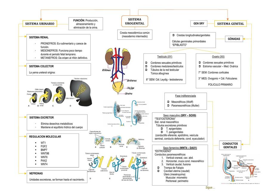 APARATO UROGENITAL | Maily Mar | uDocz