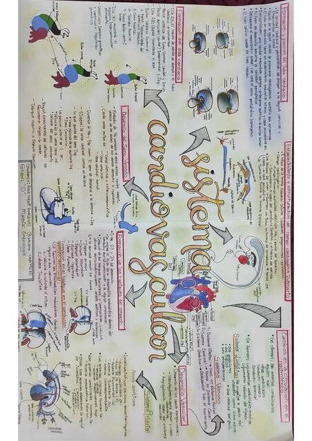 Sistema cardiovascular | Rosa N. | uDocz