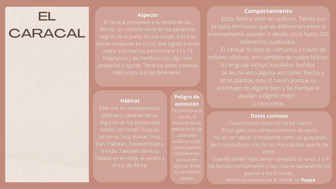 El Caracal | Izzy Flores | uDocz