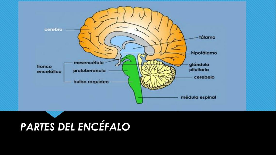 Encéfalo partes | Agus Moyano | uDocz