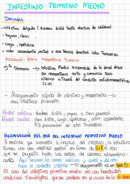 Intestino Primitivo Medio - Embriologia | Nicol Lapa | uDocz