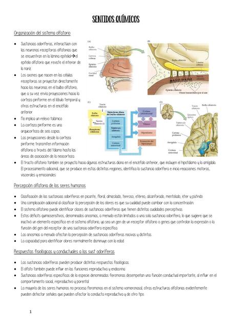 Sentidos químicos gusto y olfato | Daiana Mel | uDocz