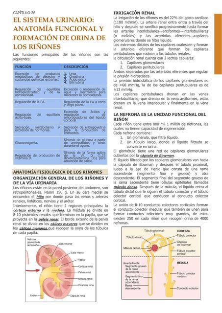 Anatomía Funcional Del Sistema Urinario Ejercicio 26 Respuestas CAP
