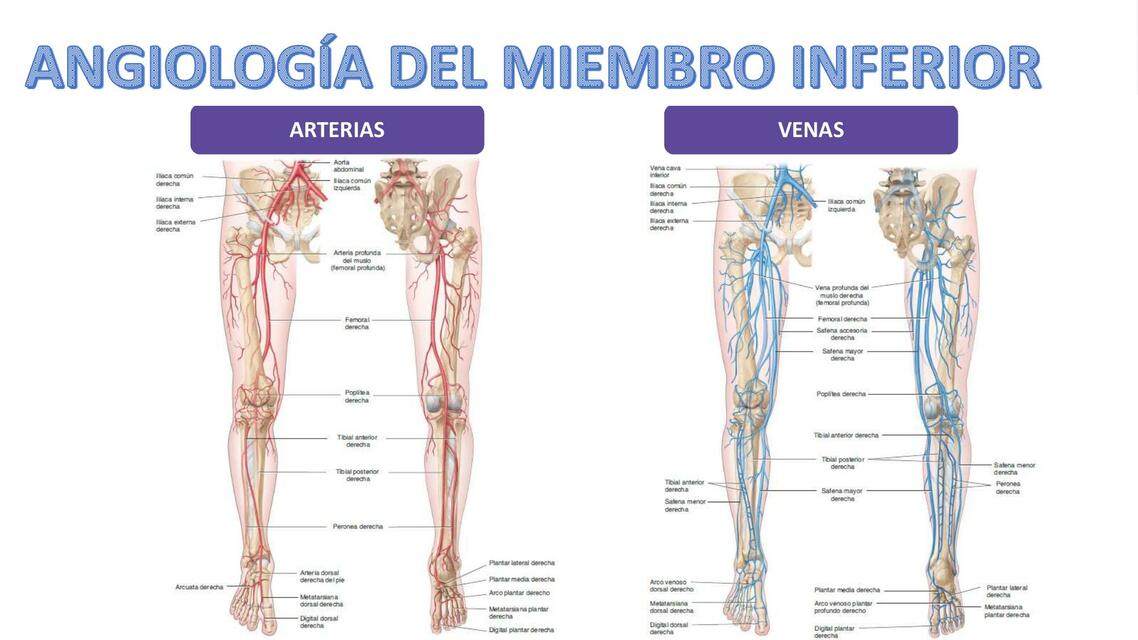 Angiología del Miembro Inferior | Ediluis | uDocz