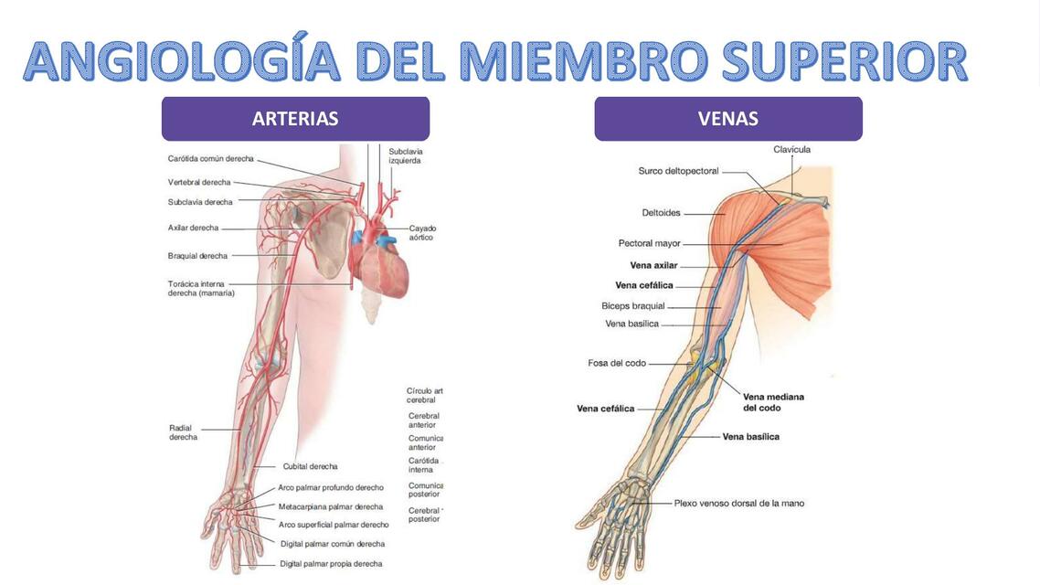 Angiología Miembro Superior | Ediluis | uDocz