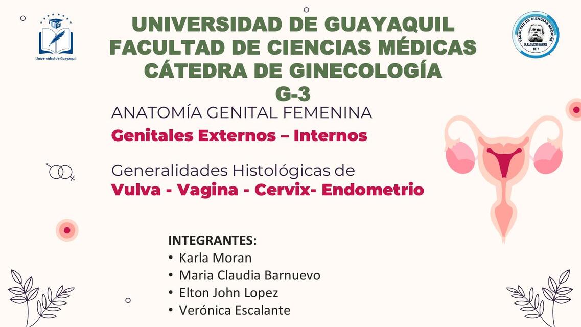 Anatomía Genital Femenina | Kristel Medina | uDocz