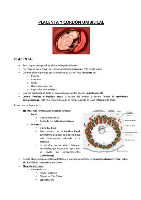 Placenta y Cordón Umbilical | Enfermería | uDocz