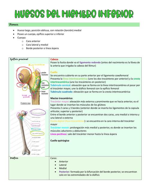 Huesos del miembro inferior | Medi_Hami | uDocz