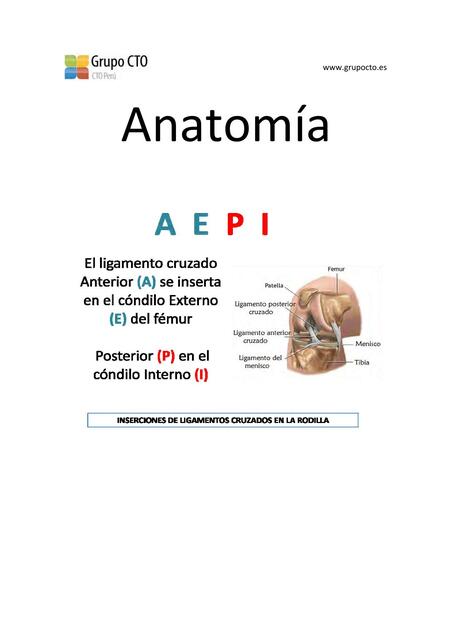 Flashcards de Anatomía | Por Laboratorio Farma | uDocz