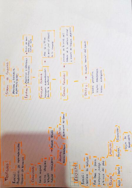 Genital Masculino | Deysi Layme | uDocz