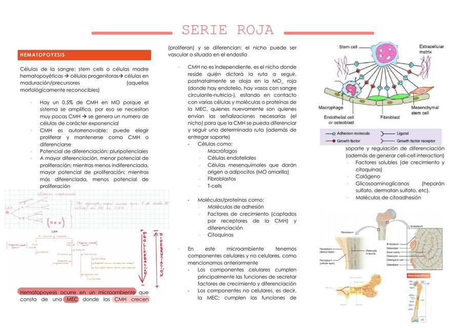 Serie Roja | Francisca | uDocz
