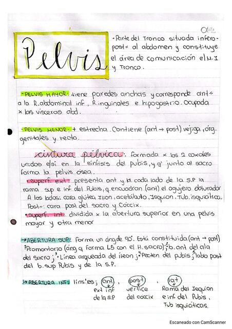 Pelvis | Emi Pereyra | uDocz