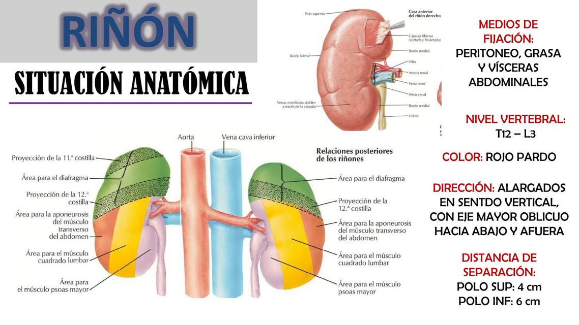 SISTEMA URINARIO I | Franco Isla | uDocz