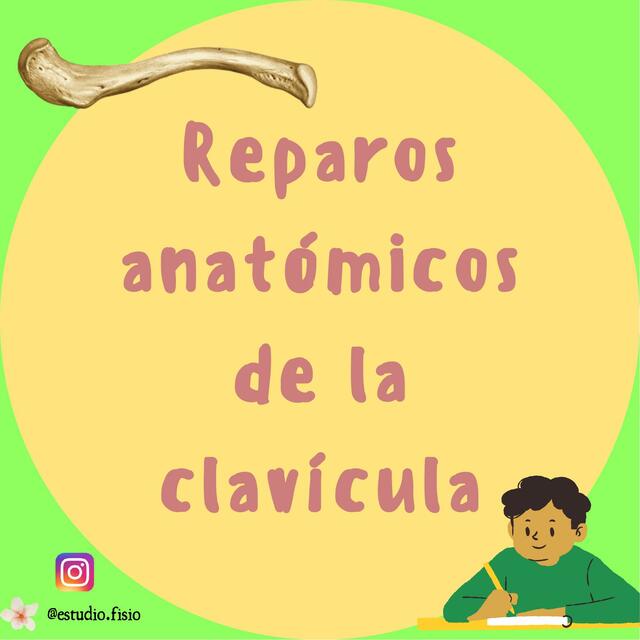 Reparos anatómicos de la clavícula | estudiofisio | uDocz