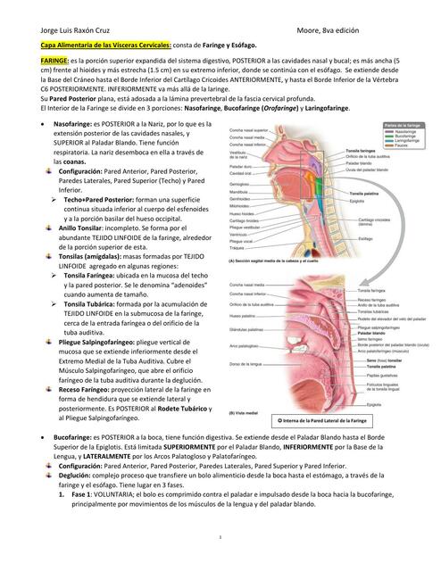 Faringe, Esófago y Estómago | Carlos | uDocz