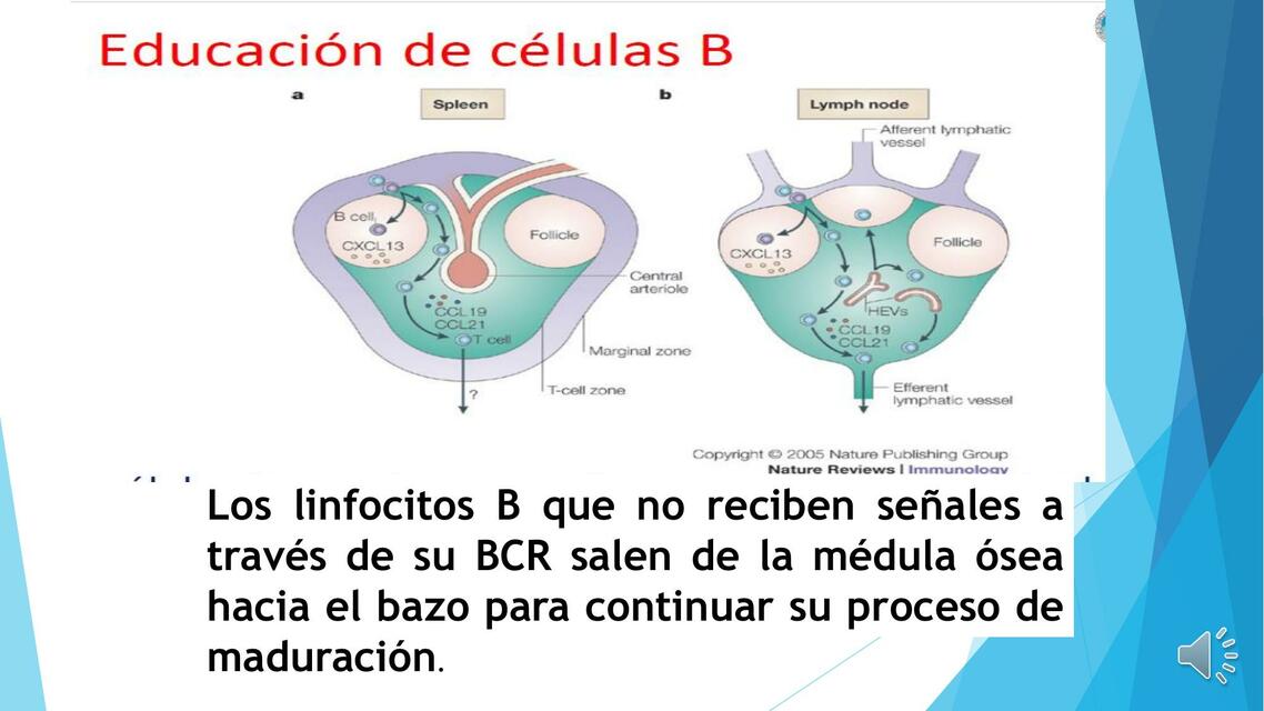 Educación de Células B | Carlos | uDocz
